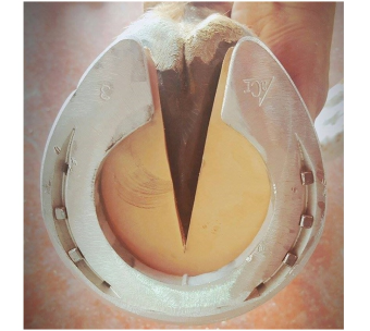 ACR-200 Onion Shoe — Meader Supply Corp.