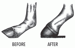 Soundhorse Foal Heel Extension — Meader Supply Corp.